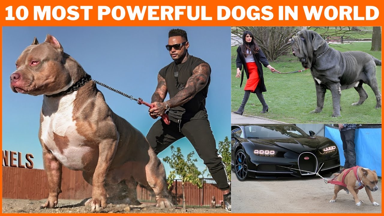 Most Powerful Dog Breeds In The World Detroit Chinatown