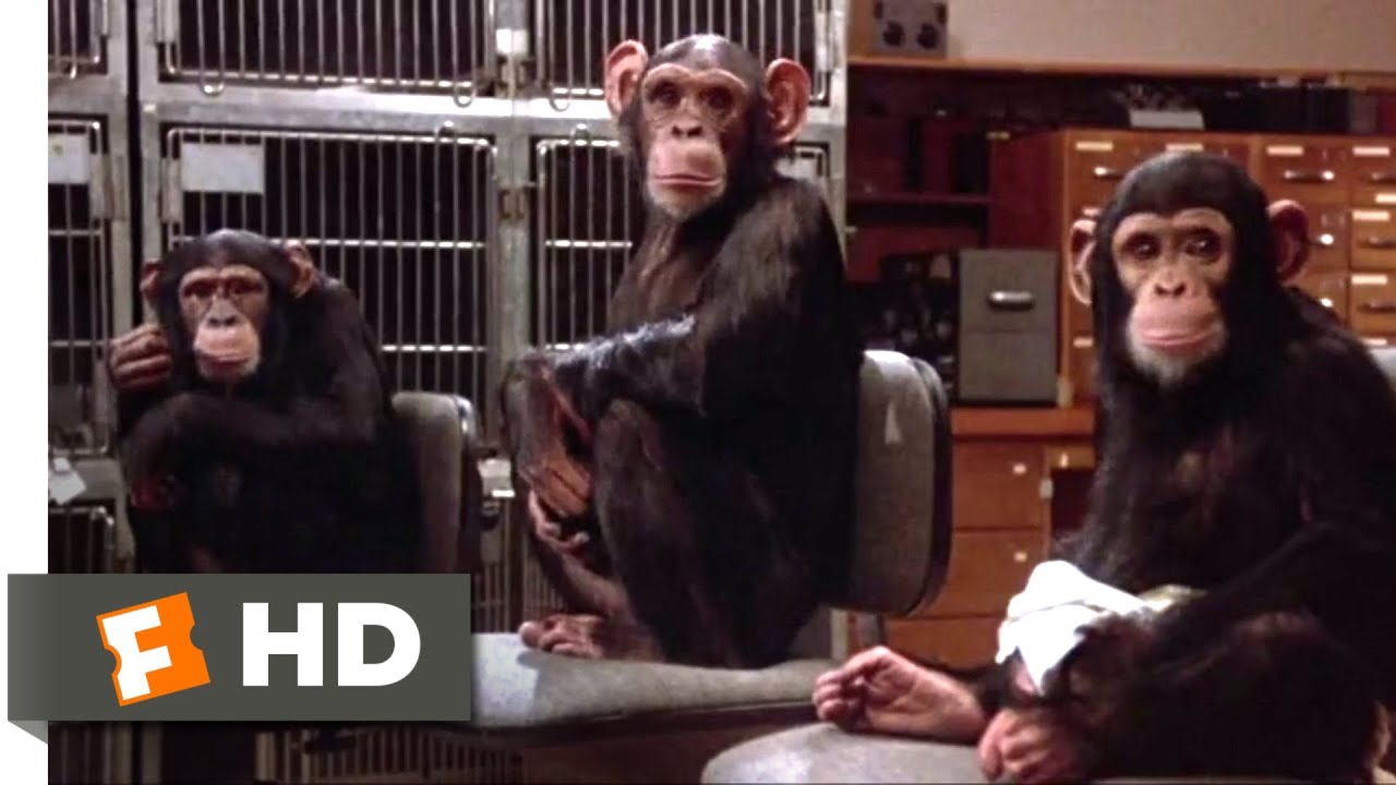 Chimpanzee In Classroom