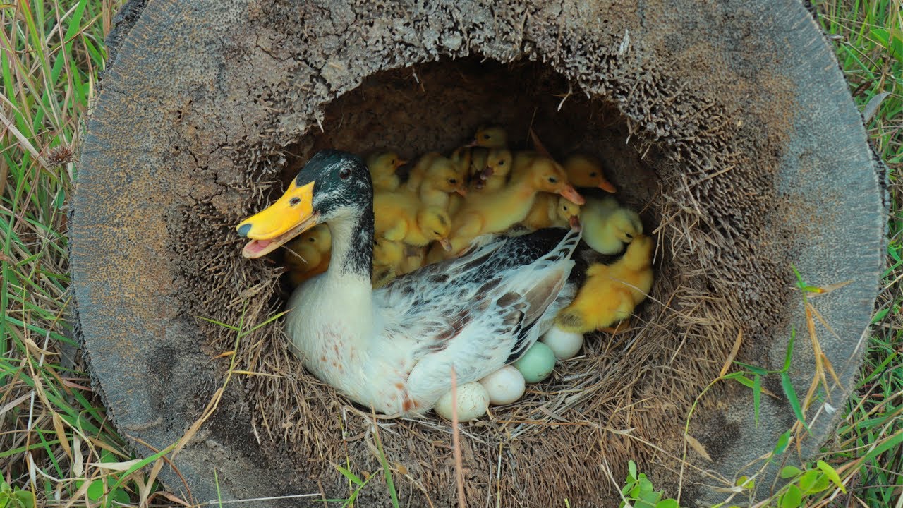 Amazing 40yellow Ducklings Hatching From Eggs Meet Duck Nest