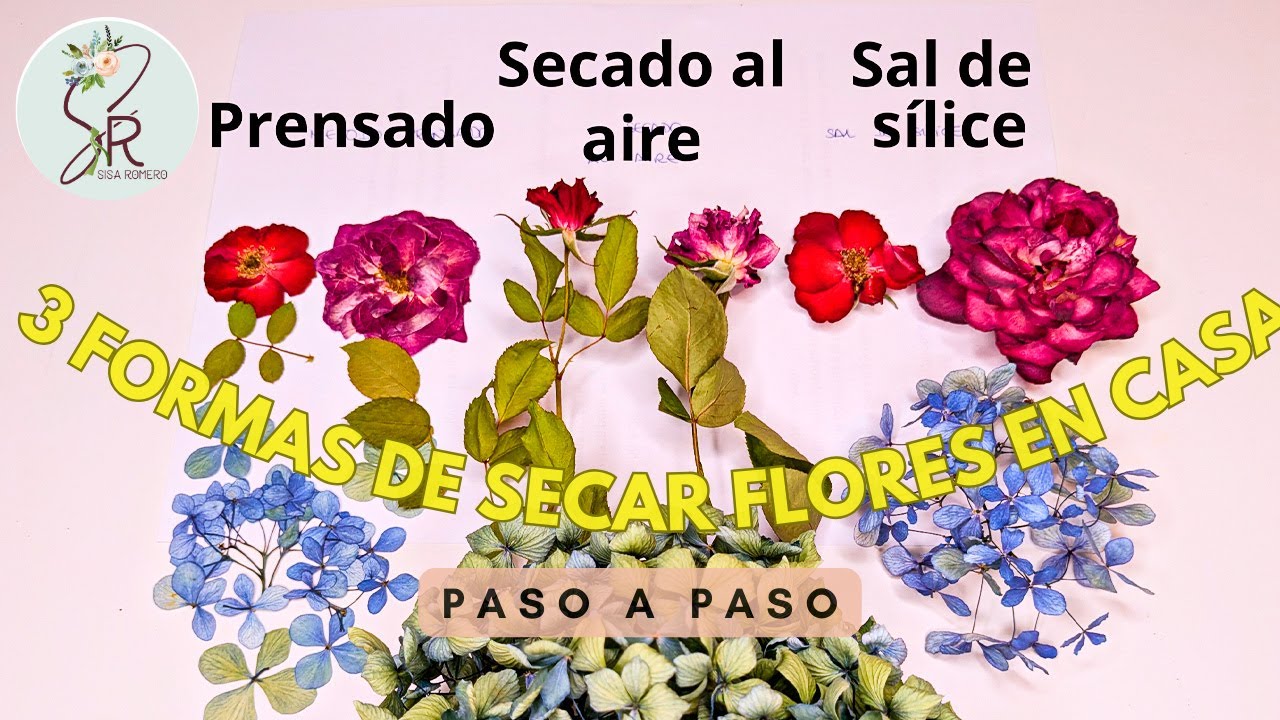 рџњё 3 Formas De Secar Flores En Casa Fгўcil Rгўpido Y Duradero Youtube