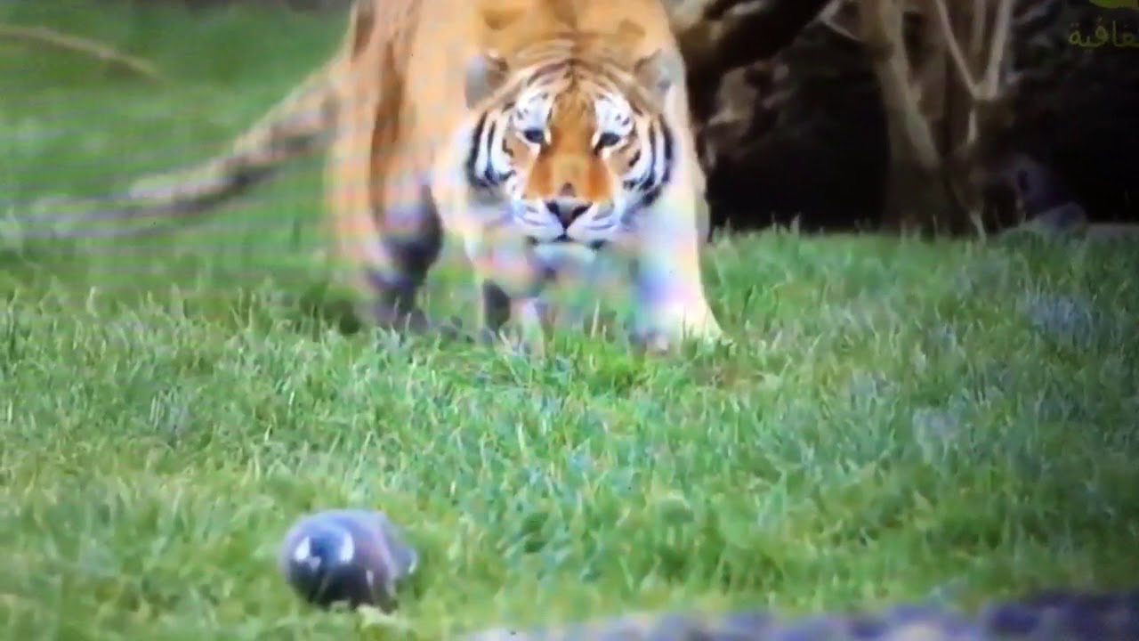 B5f88453 A425 4dcc 96e7 D9023095d3cf Youtube