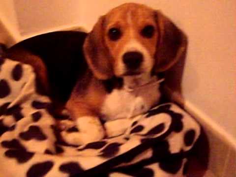 Cutest Beagle Ever Youtube