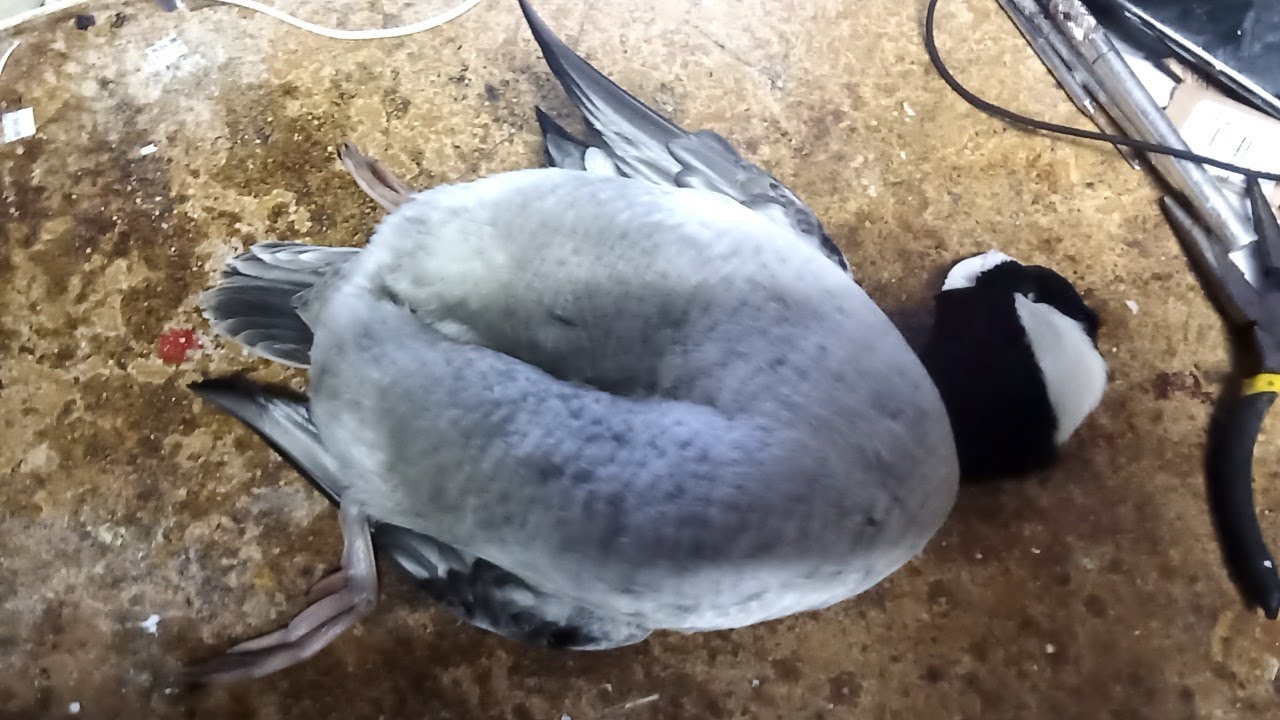 Livestream Mounting A Standing Bufflehead Youtube