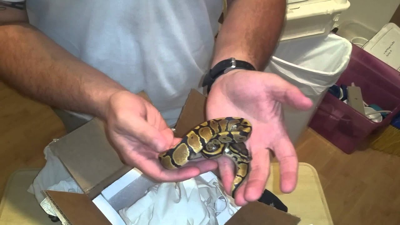 Ball Python Pick Up And Unboxing From Memphis Reptiles Queen City