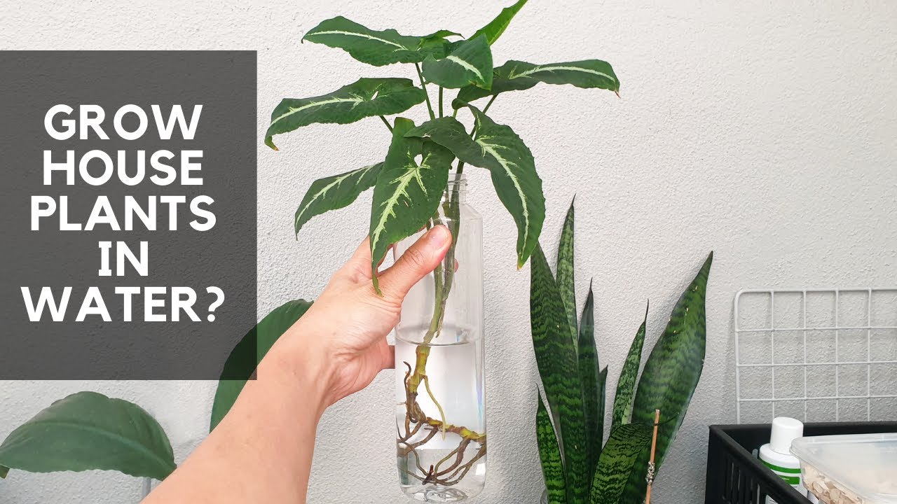 Grow Houseplants In Water Basic Care Guide Youtube