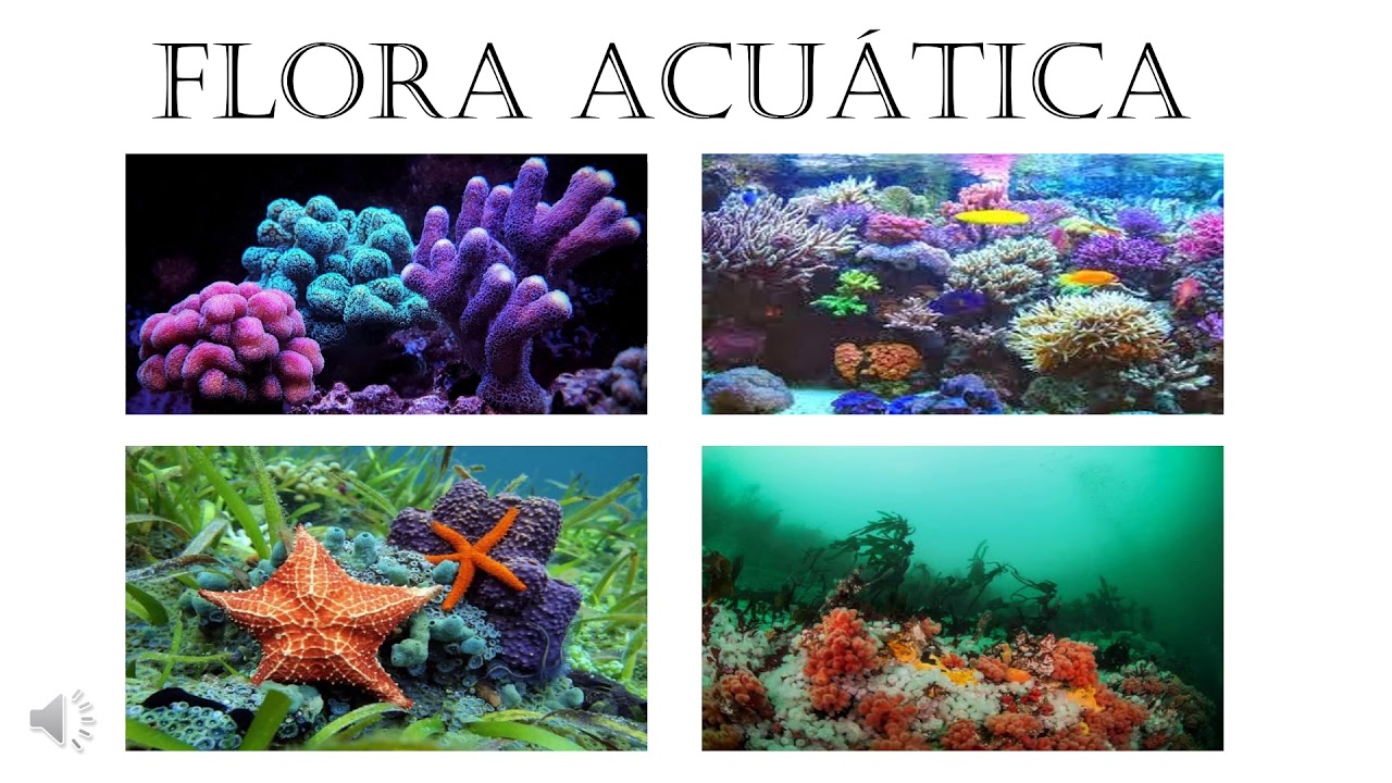 Vegetacion Acuatica Y Subacuatica 3 Youtube