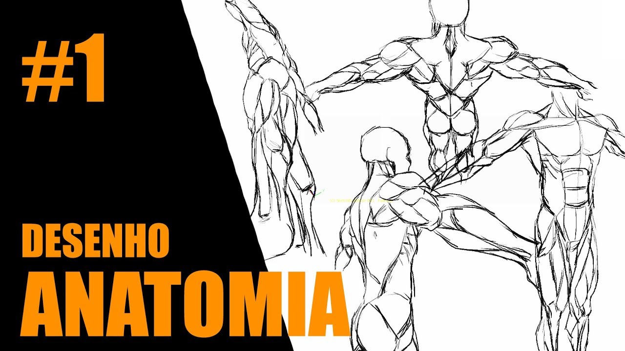 Como Estudar Anatomia Desenho Retoedu