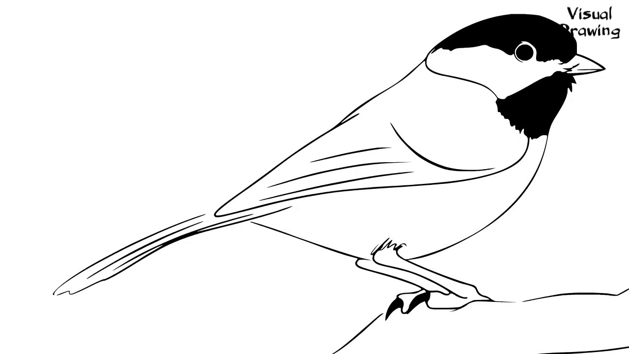 Black Capped Chickadee Drawing Easy How To Draw A Black Capped