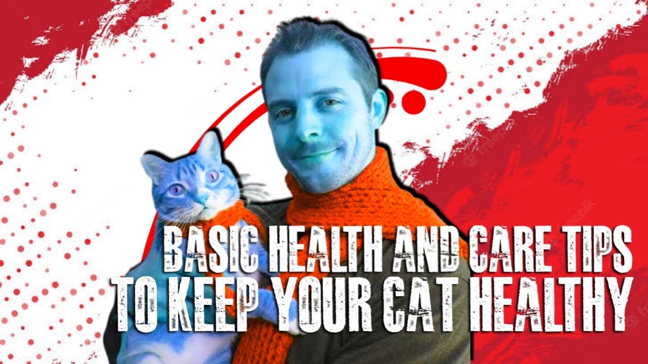 Basic Health And Care Tips To Keep Your Cat Healthy Animal Discovery