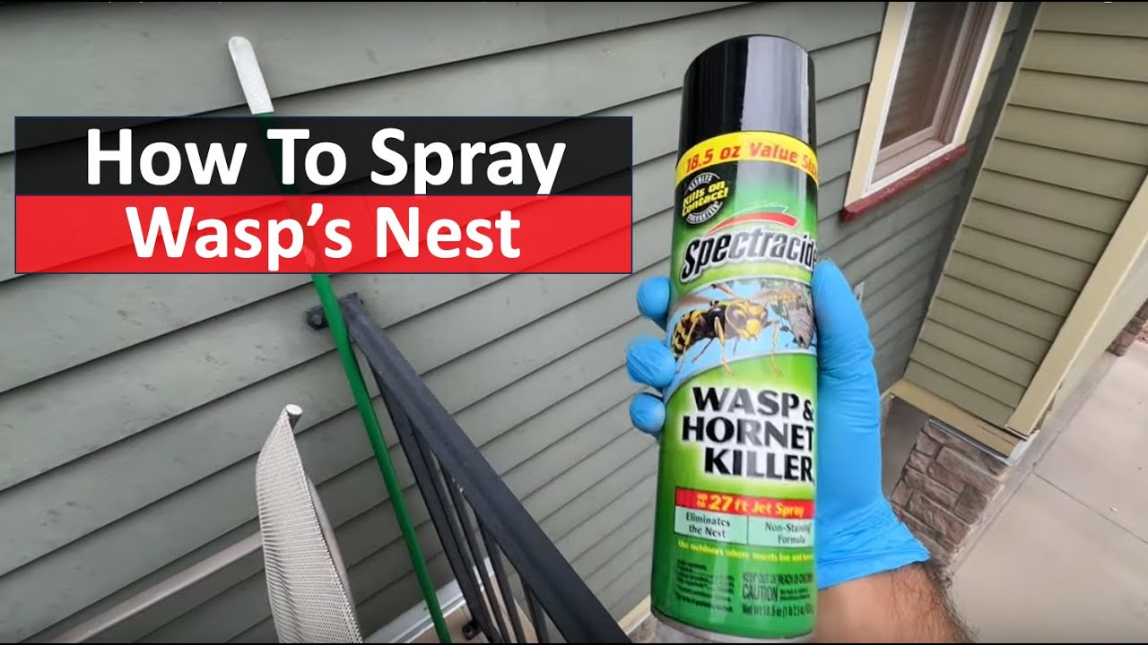 How To Kill Wasps Safely A Guide For Every Situation Openlearning Blog