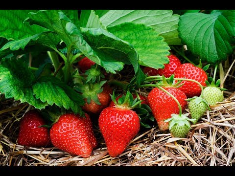 Can You Plant Seeds From Store Bought Strawberries