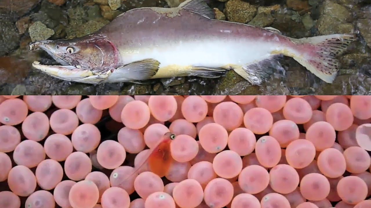Salmon Spawning Eggs