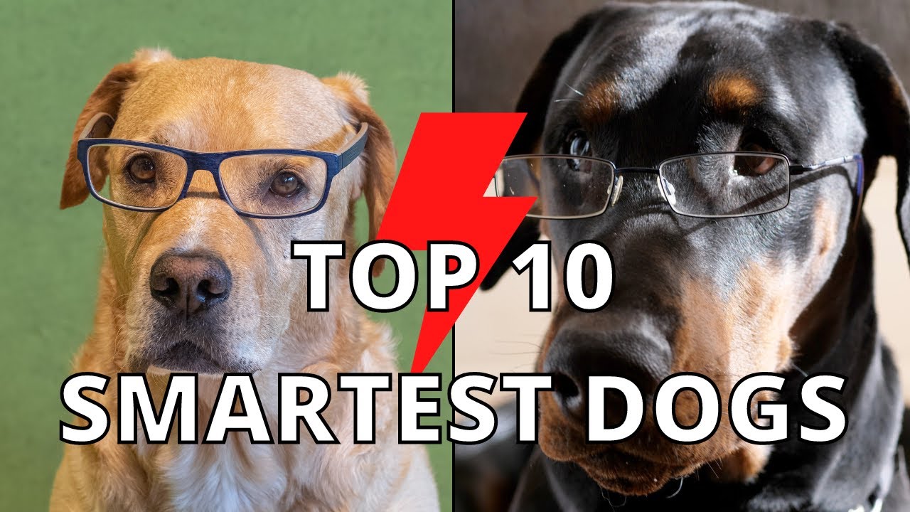 Top 10 Smartest Dogs On Earth Youtube