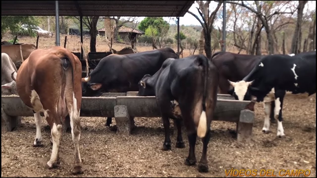 Visitando Un Corral De Vacas Lecheras En San Miguel El Salvador