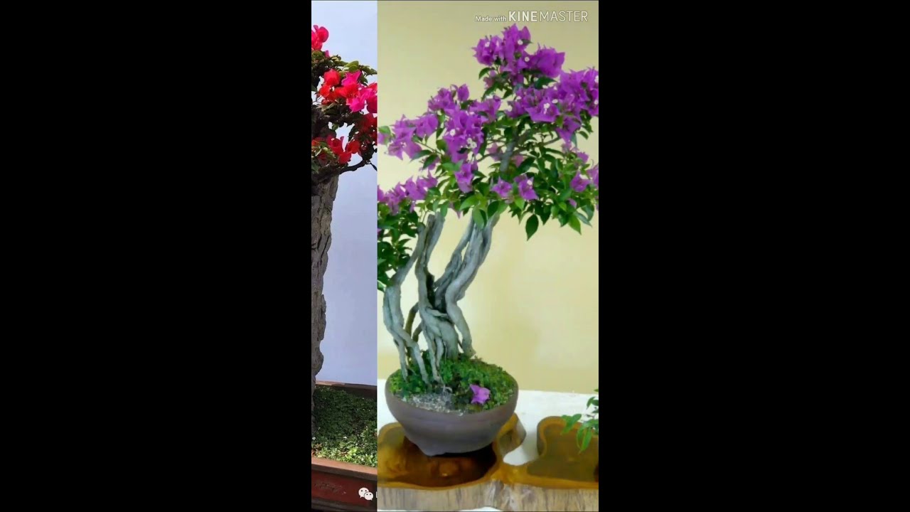 Inspirasi Bonsai Bougenville Youtube