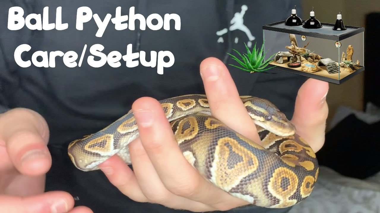 Ball Python Setup Care Youtube