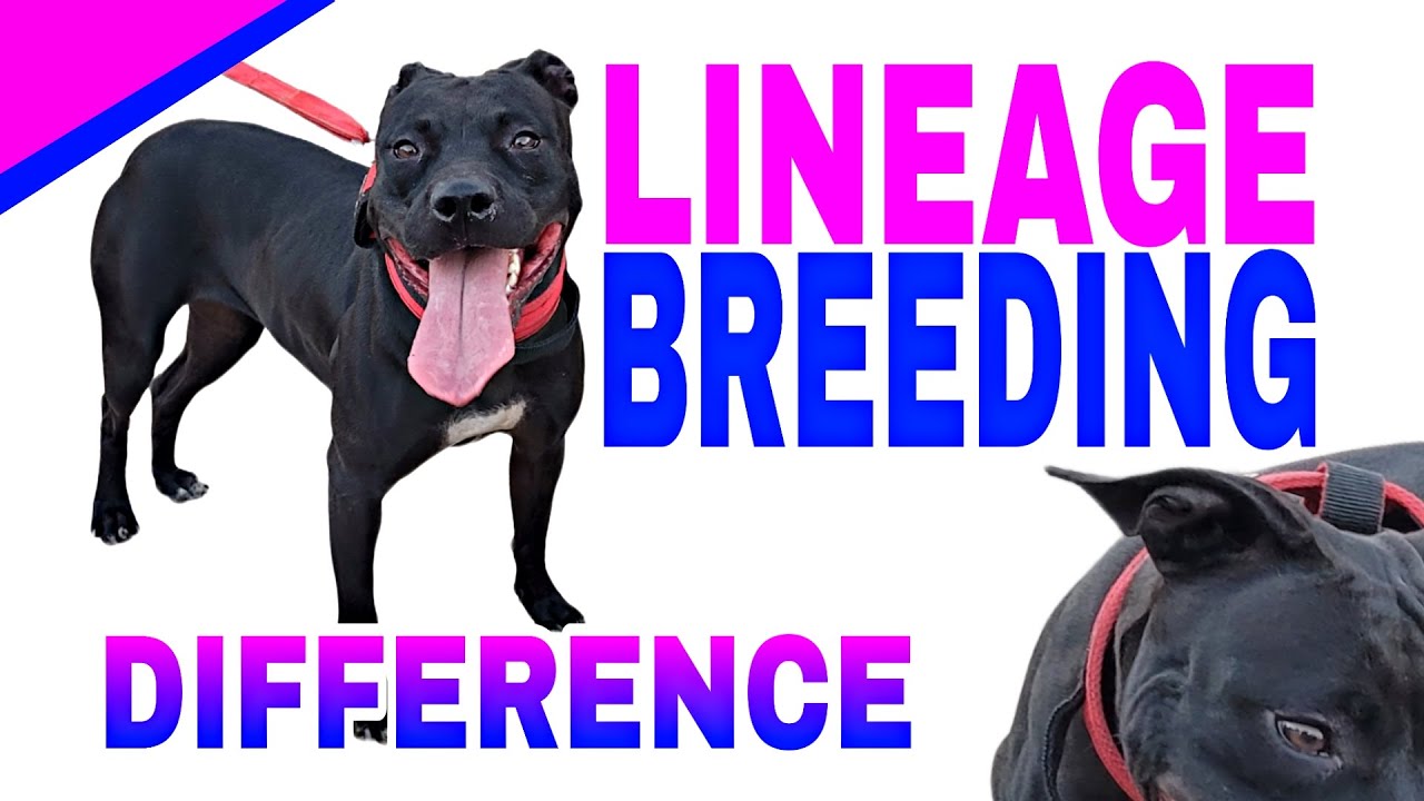 Inbreeding Vs Line Breeding Line Breeding Idea Explained Nnkhc
