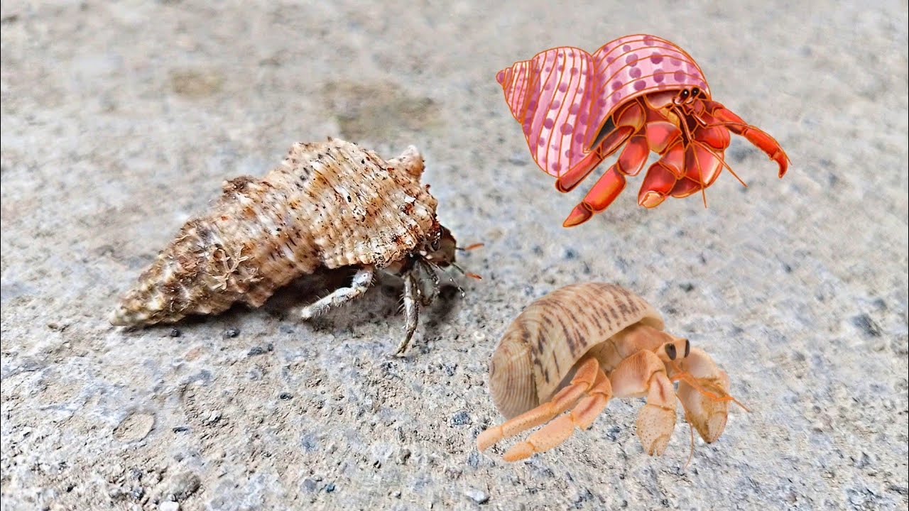 Mencari Keong Dan Klomang Youtube