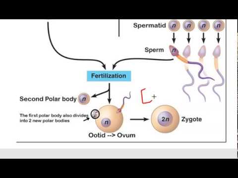 2402 Lecture Ch 27 Reproductive System Powerpoint Screencast Youtube