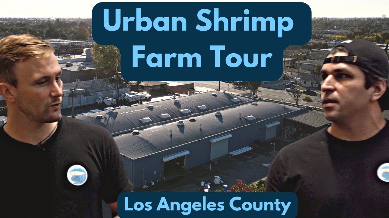 Tour Of Transparentsea Farm S Urban Shrimp Farm Youtube