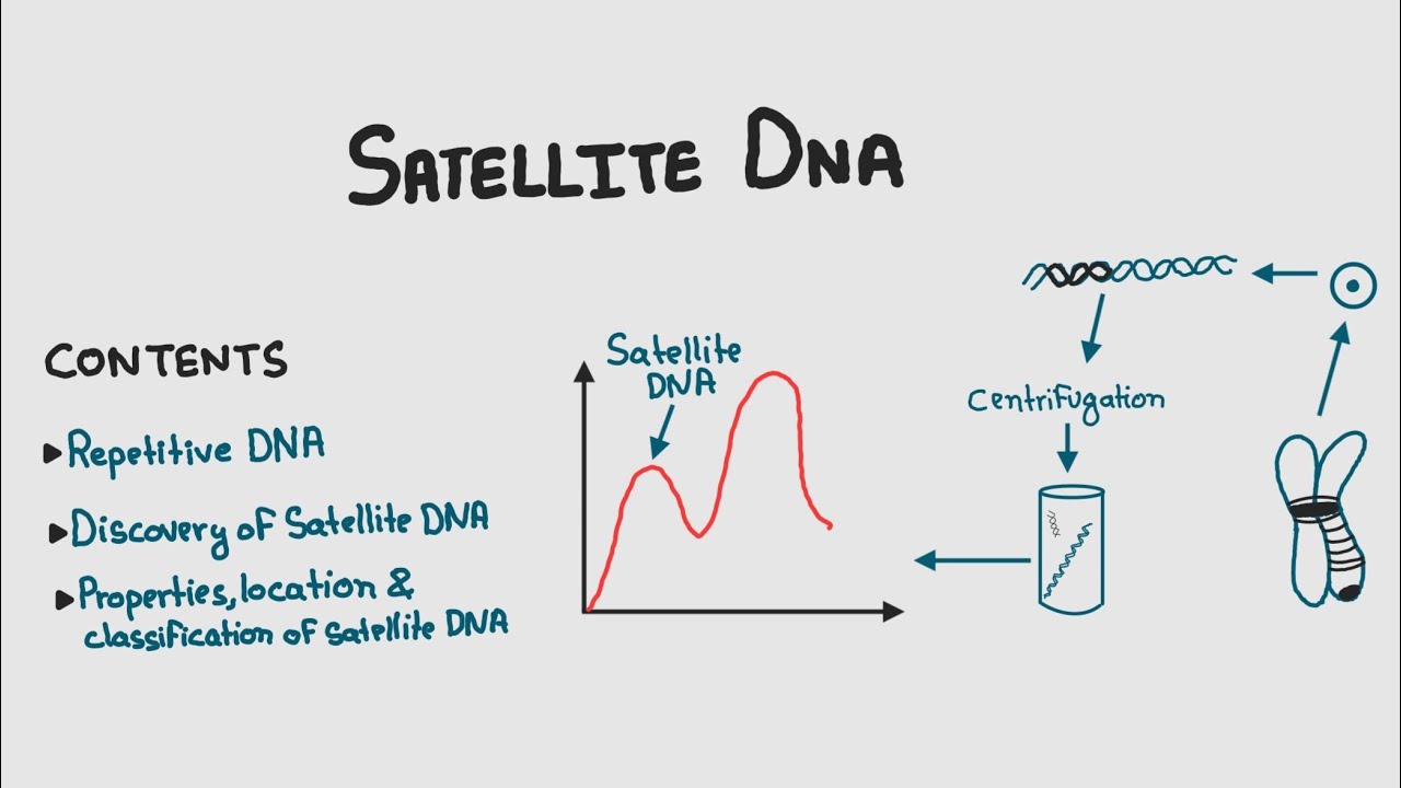 What Is Satellite Dna Repetitive Dna Tandem Repeats Cbse 12