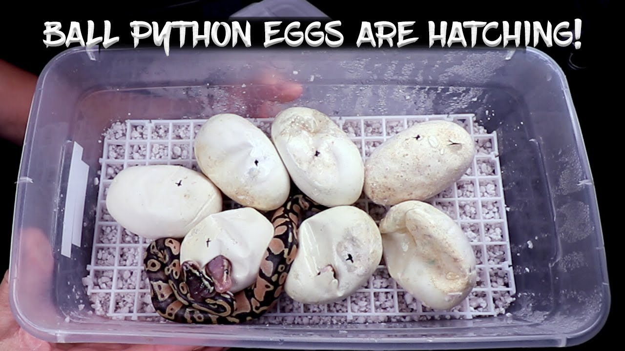 Cutting More Ball Python Eggs Youtube
