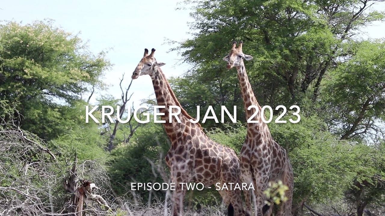 Kruger National Park Jan 2023 Episode 2 Satara Youtube