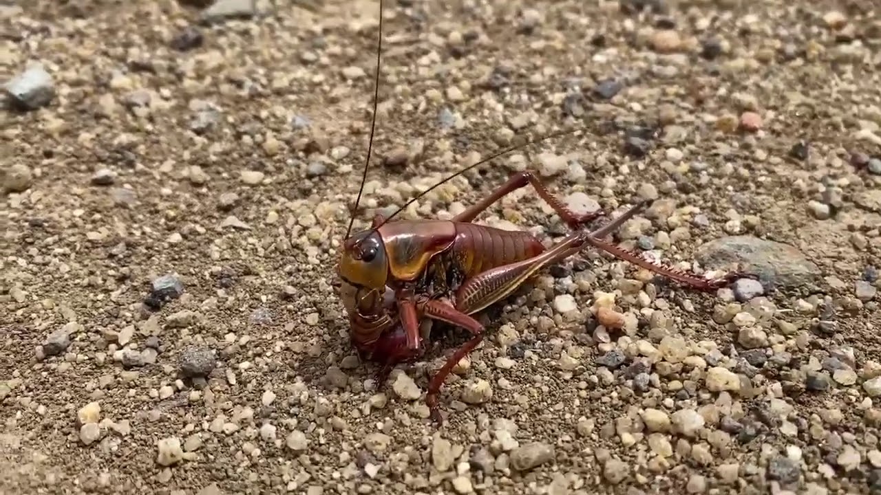 Mormon Cricket Eating Another Mormon Cricket Youtube