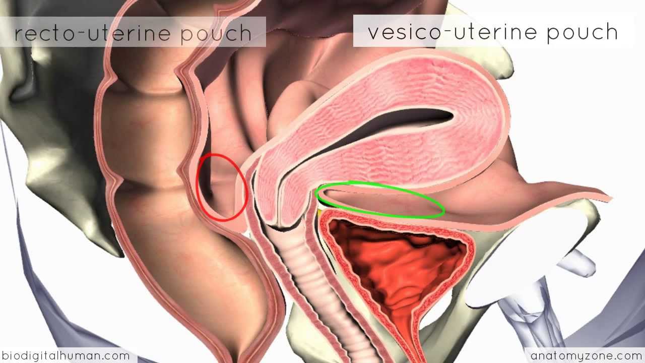 Introduction To Female Reproductive Anatomy 3d Anatomy Tutorial Youtube