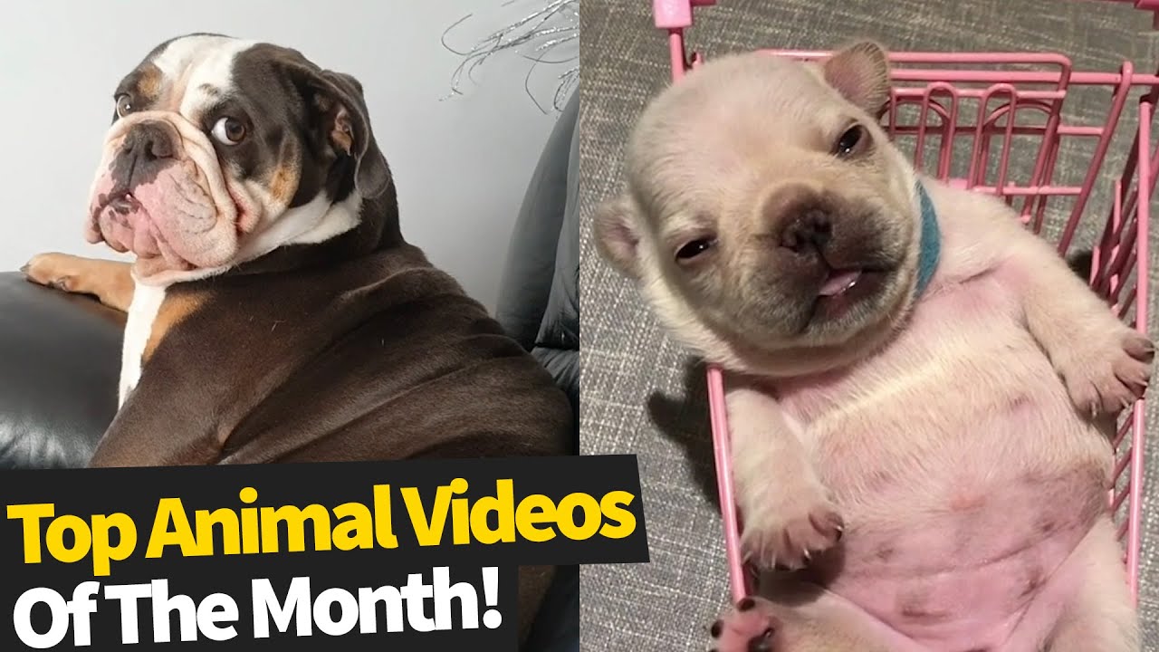 Top 50 Viral Animal Videos Of The Month September 2019 Funny Animals