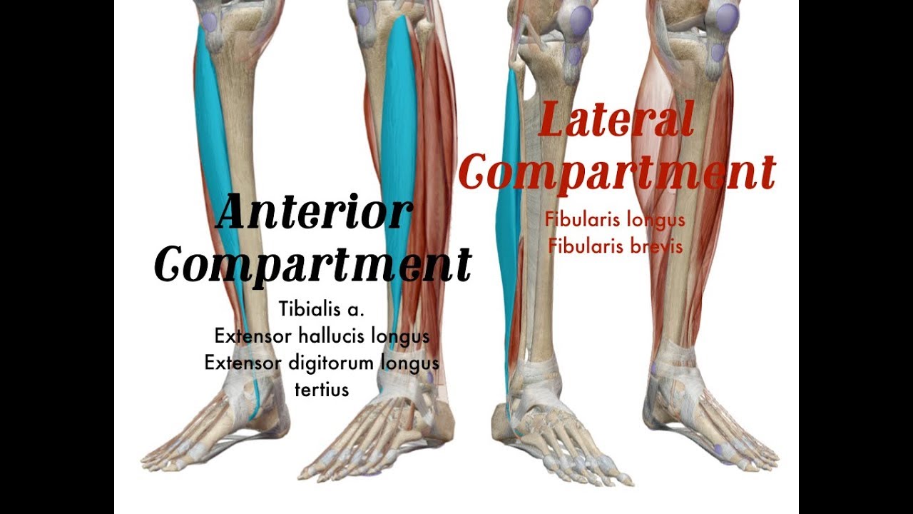 Lateral Compartment Of Leg