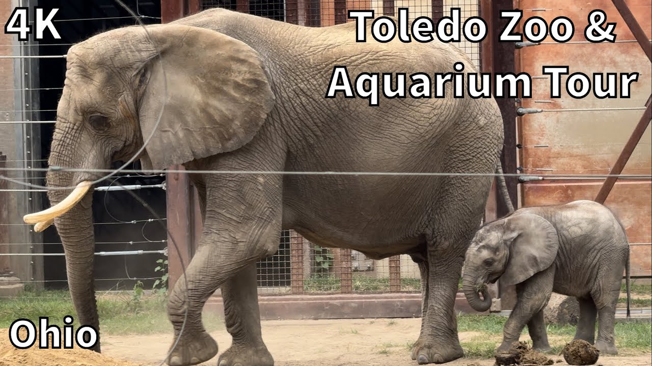 Tour Of The Toledo Zoo Aquarium Toledo Ohio Usa Youtube