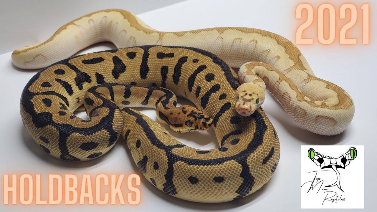 Ball Python Holdbacks From 2021 Youtube