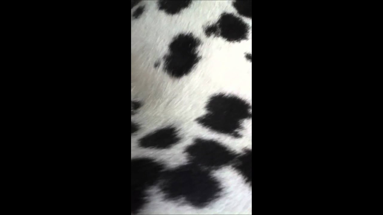 Why Does My Dogs Stomach Make Weird Noises