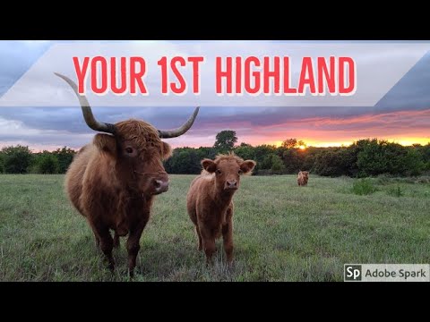 Five Tips For Purchasing Your First Highland Youtube