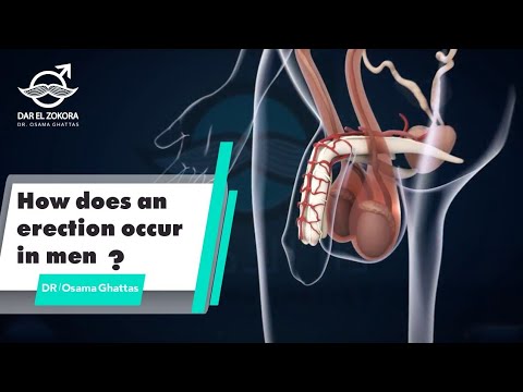 How Does An Erection Occur In Men Youtube