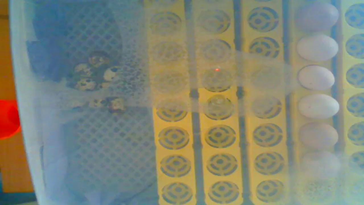 Live Egg Hatching Youtube