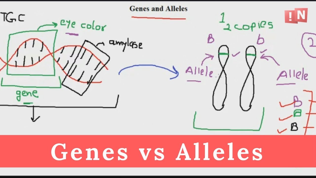 Alleles And Genes 2 1 Introduction Introduction To Genetics