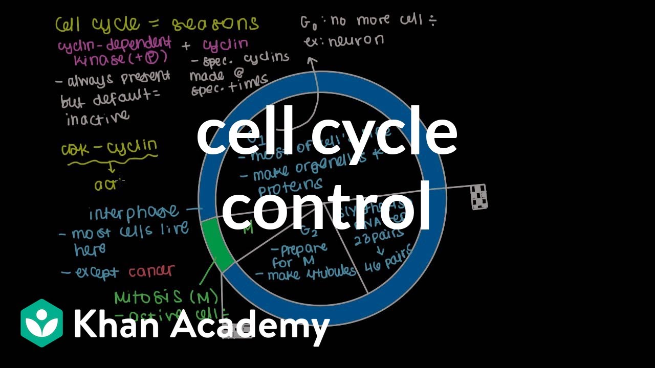 Cell Cycle Control Cells Mcat Khan Academy Youtube