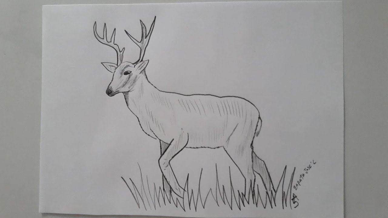 Cómo Dibujar Un Venado How To Draw A Deer Hd Youtube