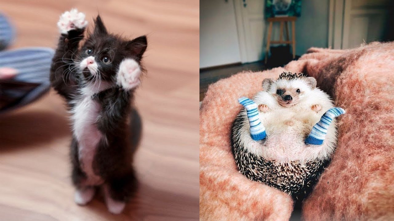 Pictures Of Animals Doing Silly Things At Melissa Trexler Blog