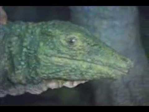 Dinosaurs In Okinawa Youtube