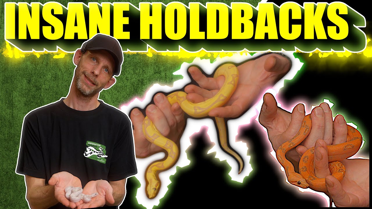 Our Best Boa Holdbacks Everвђ 2025 Recap Big 2026 Plans рџђќ Youtube