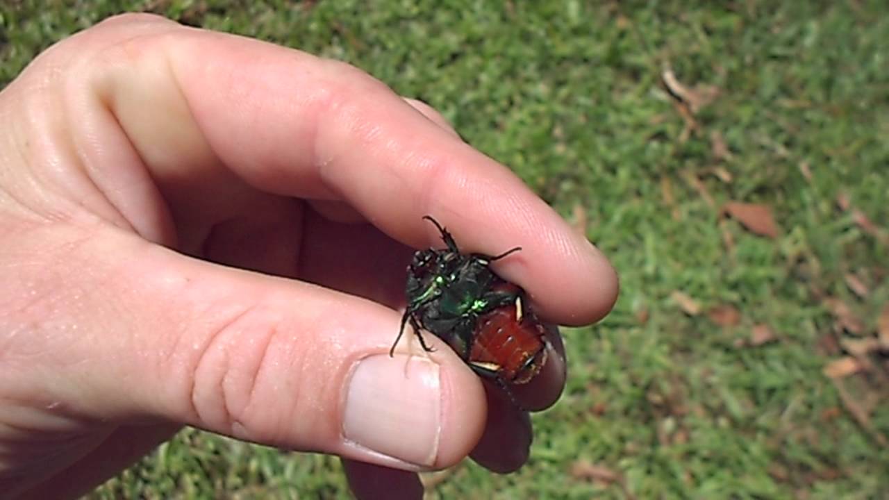 June Beetle Bite