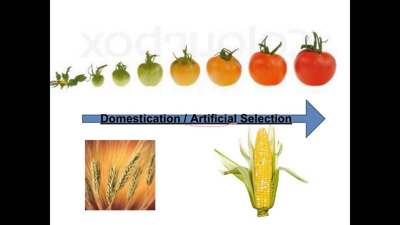Food Examples Selective Breeding At Bill Henson Blog