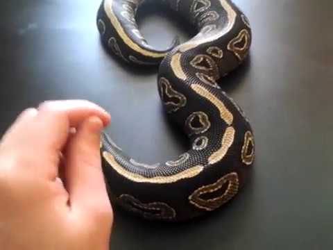 Ball Python Intelligence Benjamin S Exotics Youtube