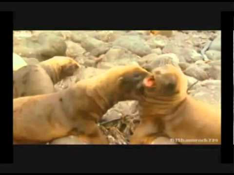 Wolverine Sabertooth Seals Funniest Version Bbc Talking Animals Youtube