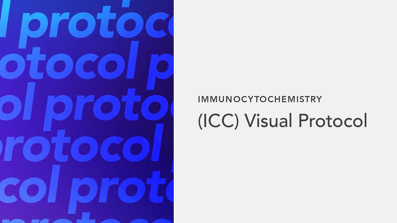 Immunocytochemistry Icc Visual Protocol Youtube