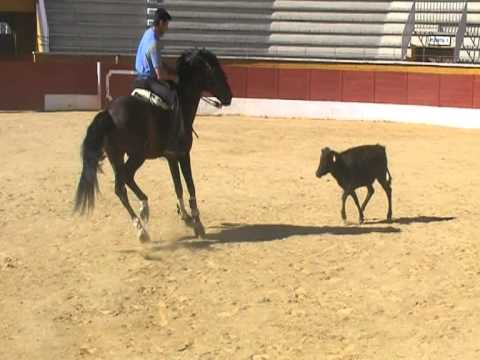 Rejoneador Javier San Jose Entrenando Con Temple Y Una Becerra Youtube