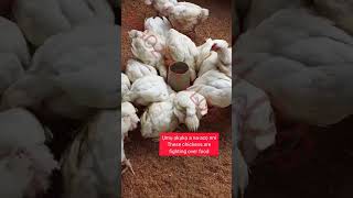 Shorts Learn How To Make Simple Sentences In Igbo Language Poultry ...